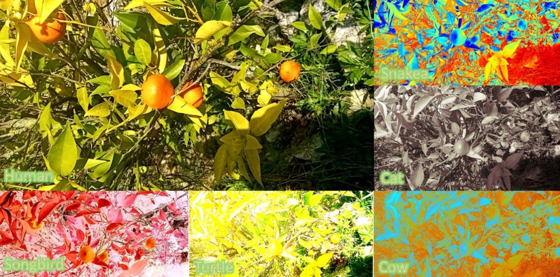 Natural Perception Hypothesis—Reintroducing Aroma’s Language - New York ...