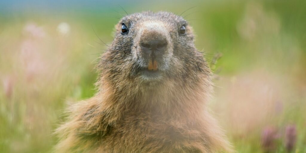 Groundhog Day: How A Small Groundhog Became A Global Cultural Icon ...